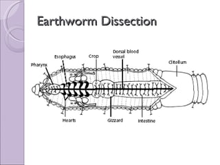 Biol 11 Lesson 4 Mar 10 - Ch. 27 Earthworm Dissection | PPT