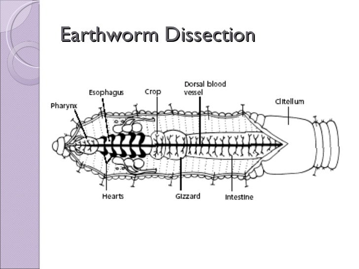 Biol 11 Lesson 4 Mar 10 Ch 27 Earthworm Dissection Biol 11 Lesson 4 Mar 10 Ch 27 Earthworm Dissection