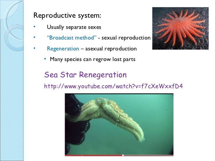 Echinoderms Reproduction