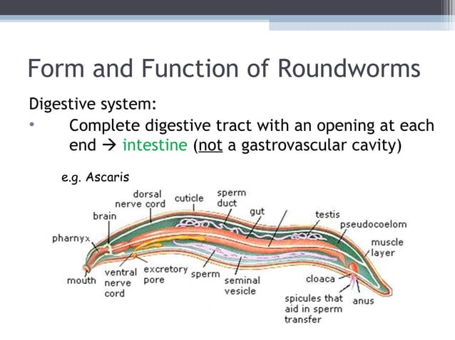 Biol 11 Lesson 5 Feb 15 - Ch. 26 Nematoda | PPT