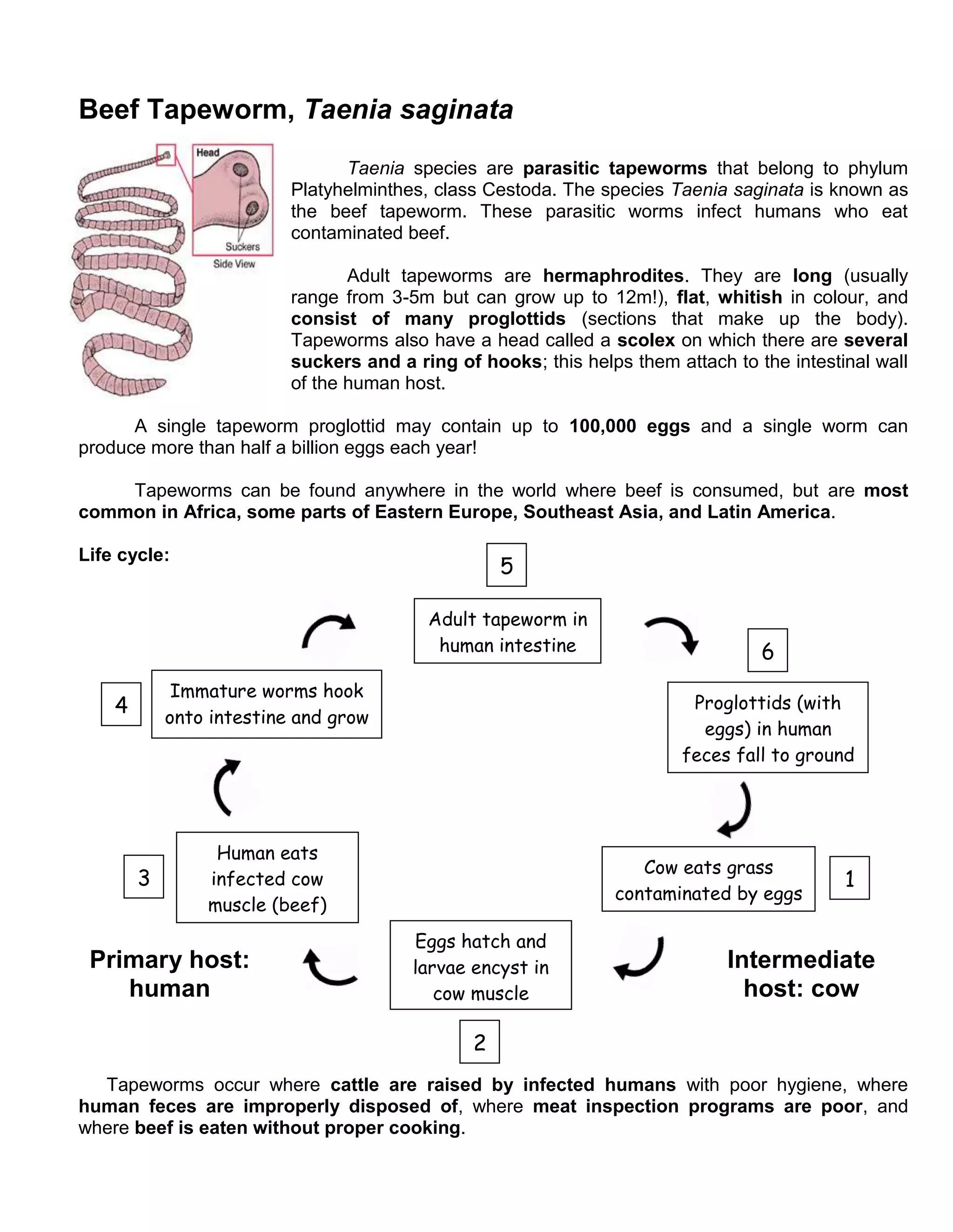 Biol 11 Lesson 5 Feb 15 - Ch. 26 Parasitic Worm Profiles | DOCX