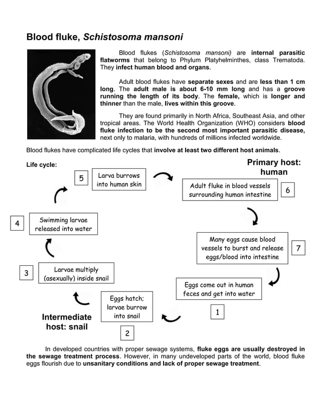 Biol 11 Lesson 5 Feb 15 - Ch. 26 Parasitic Worm Profiles | PDF