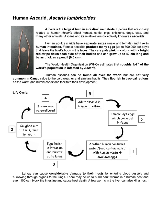 Biol 11 Lesson 5 Feb 15 - Ch. 26 Parasitic Worm Profiles | DOCX ...