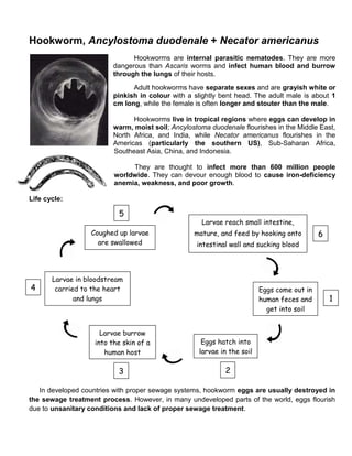 Biol 11 Lesson 5 Feb 15 - Ch. 26 Parasitic Worm Profiles | DOCX