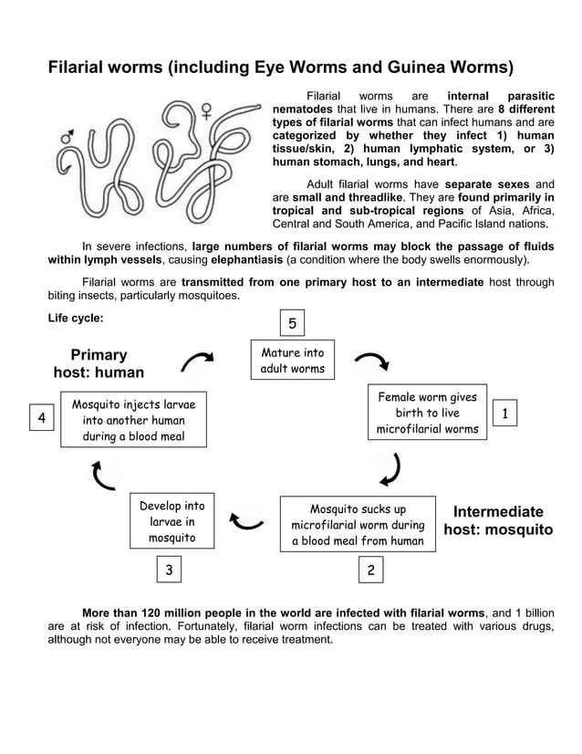 Biol 11 Lesson 5 Feb 15 - Ch. 26 Parasitic Worm Profiles | DOCX ...