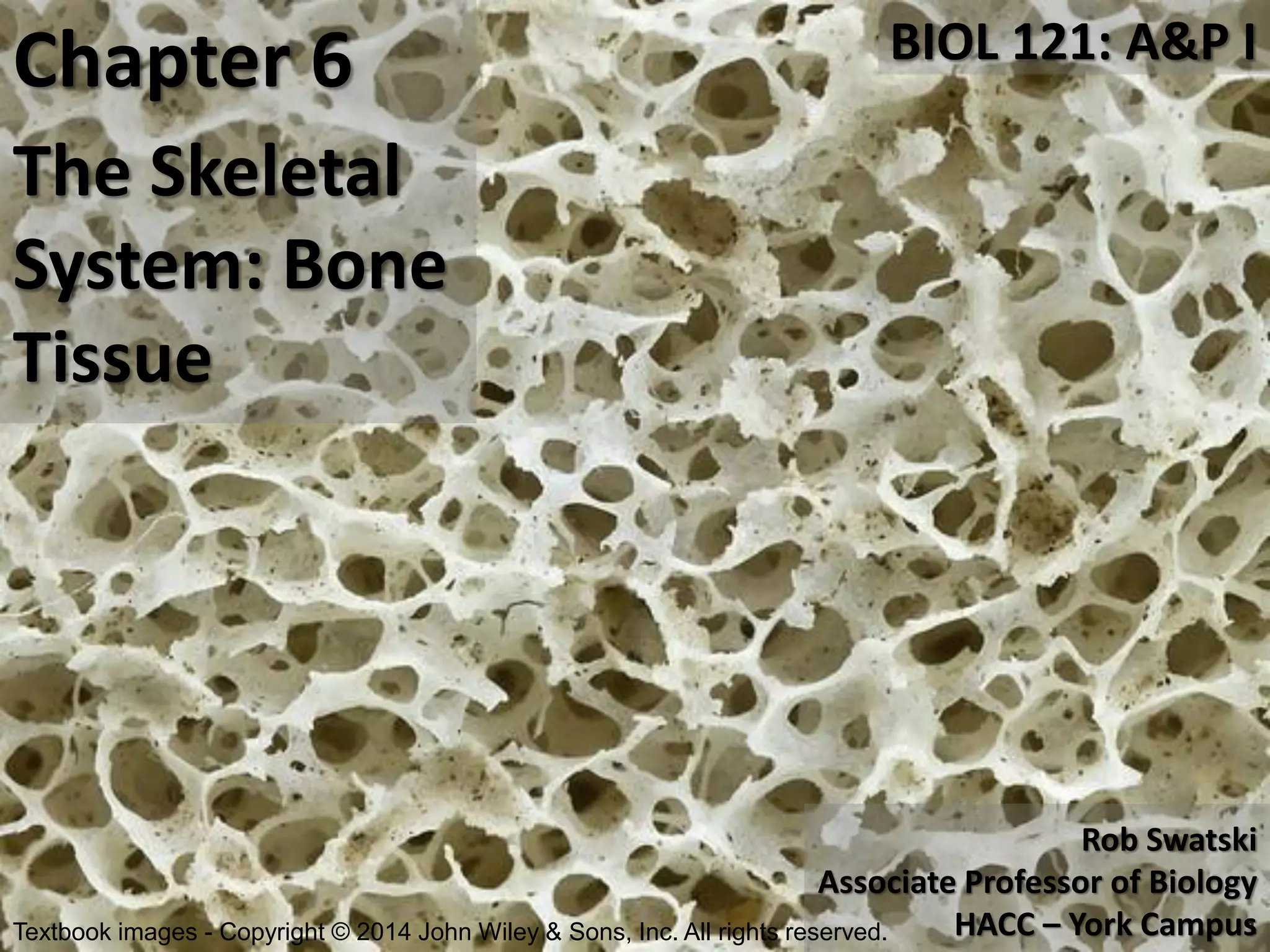 Biol121 chp6-pp-fall10-101022213400-phpapp02 | PPT