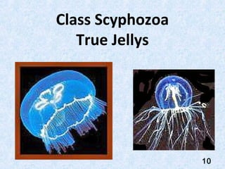 Biol 1407 1.porifera-to_platyhelminthes_ | PPT