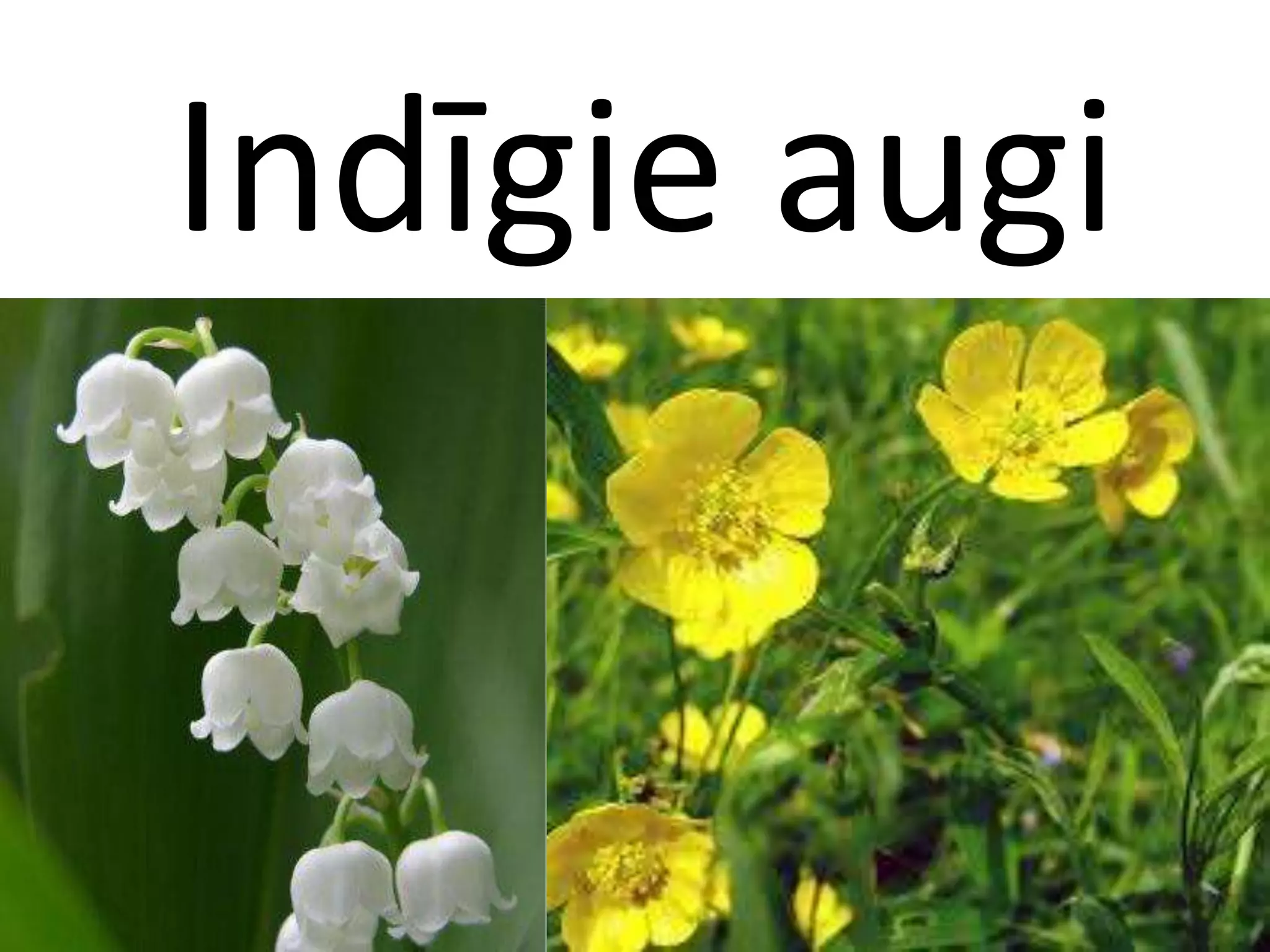 Biol 2 | PPT