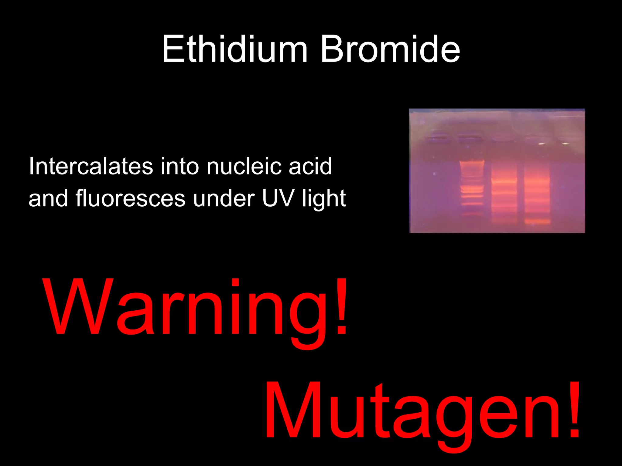 Biol2 Lecture 2 Dna Isolation And Agarose Gel | PPT