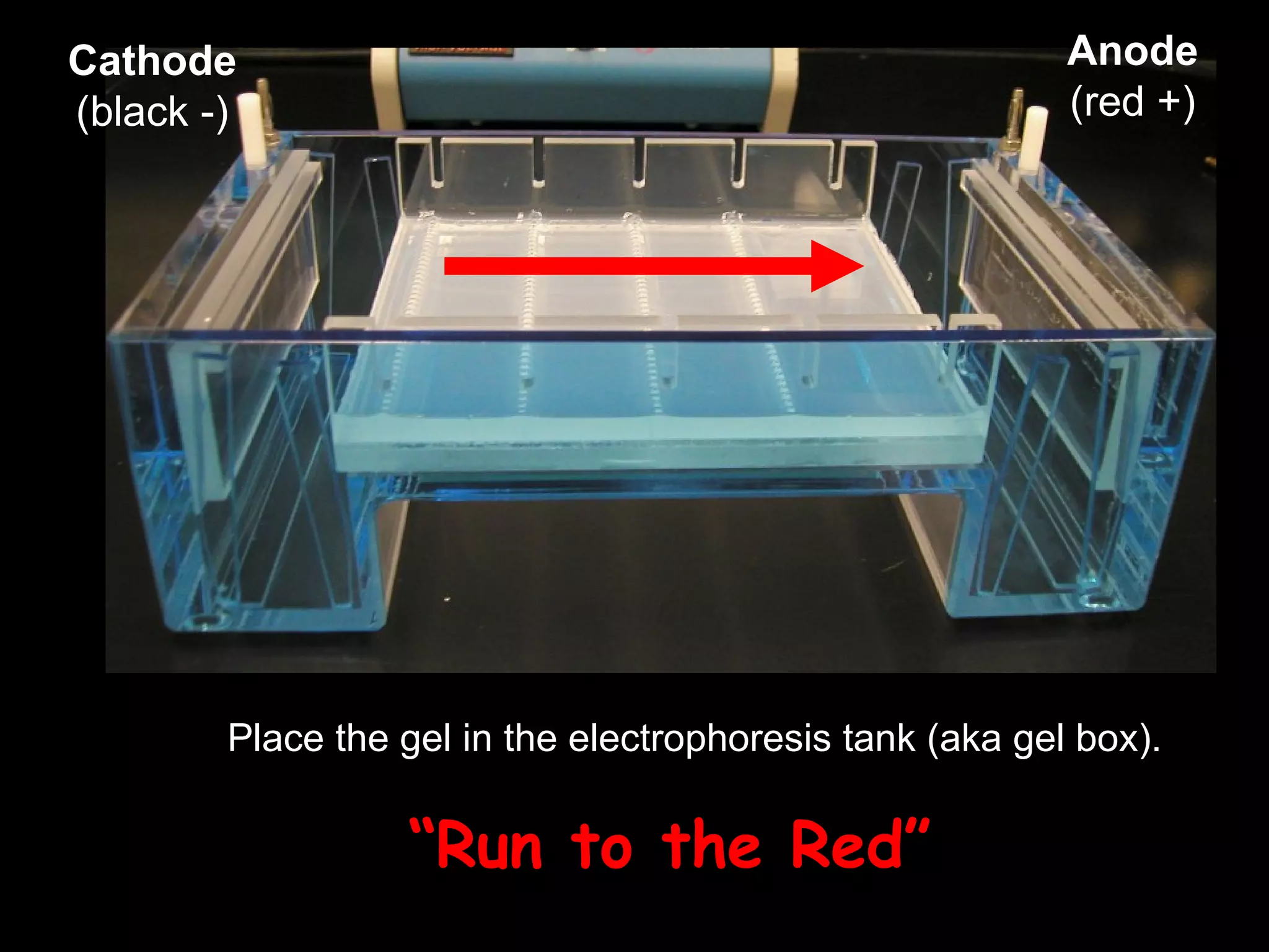 Biol2 Lecture 2 Dna Isolation And Agarose Gel | PPT