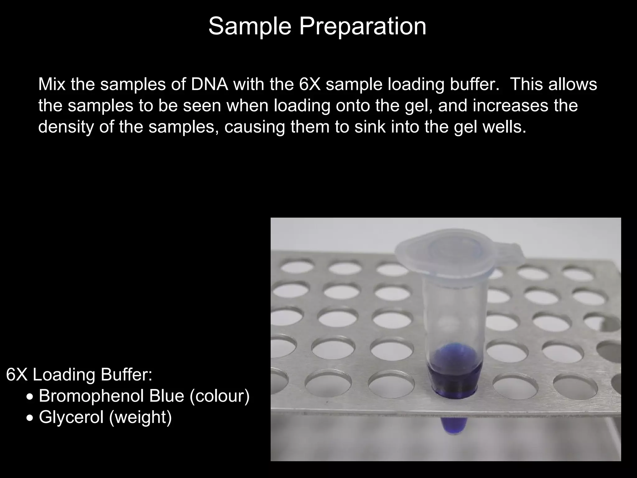 Biol2 Lecture 2 Dna Isolation And Agarose Gel | PPT