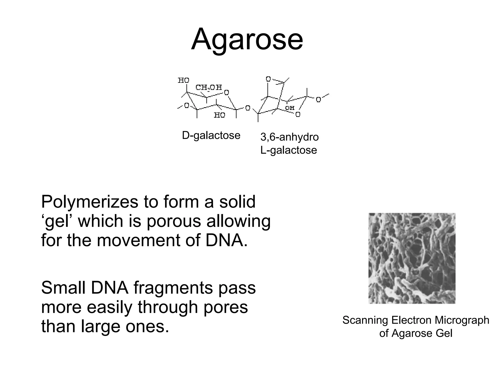 Biol2 Lecture 2 Dna Isolation And Agarose Gel | PPT