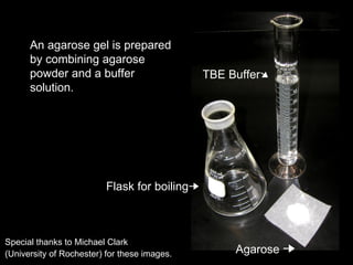 Biol2 Lecture 2 Dna Isolation And Agarose Gel | PPT