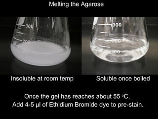 Biol2 Lecture 2 Dna Isolation And Agarose Gel | PPT