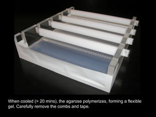 Biol2 Lecture 2 Dna Isolation And Agarose Gel | PPT