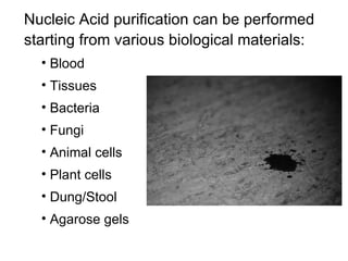 Biol2 Lecture 2 Dna Isolation And Agarose Gel | PPT