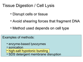 Biol2 Lecture 2 Dna Isolation And Agarose Gel | PPT