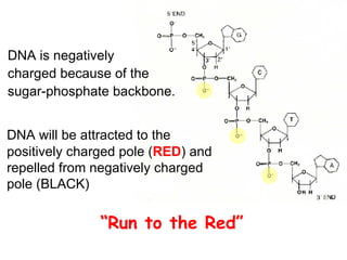 Biol2 Lecture 2 Dna Isolation And Agarose Gel | PPT