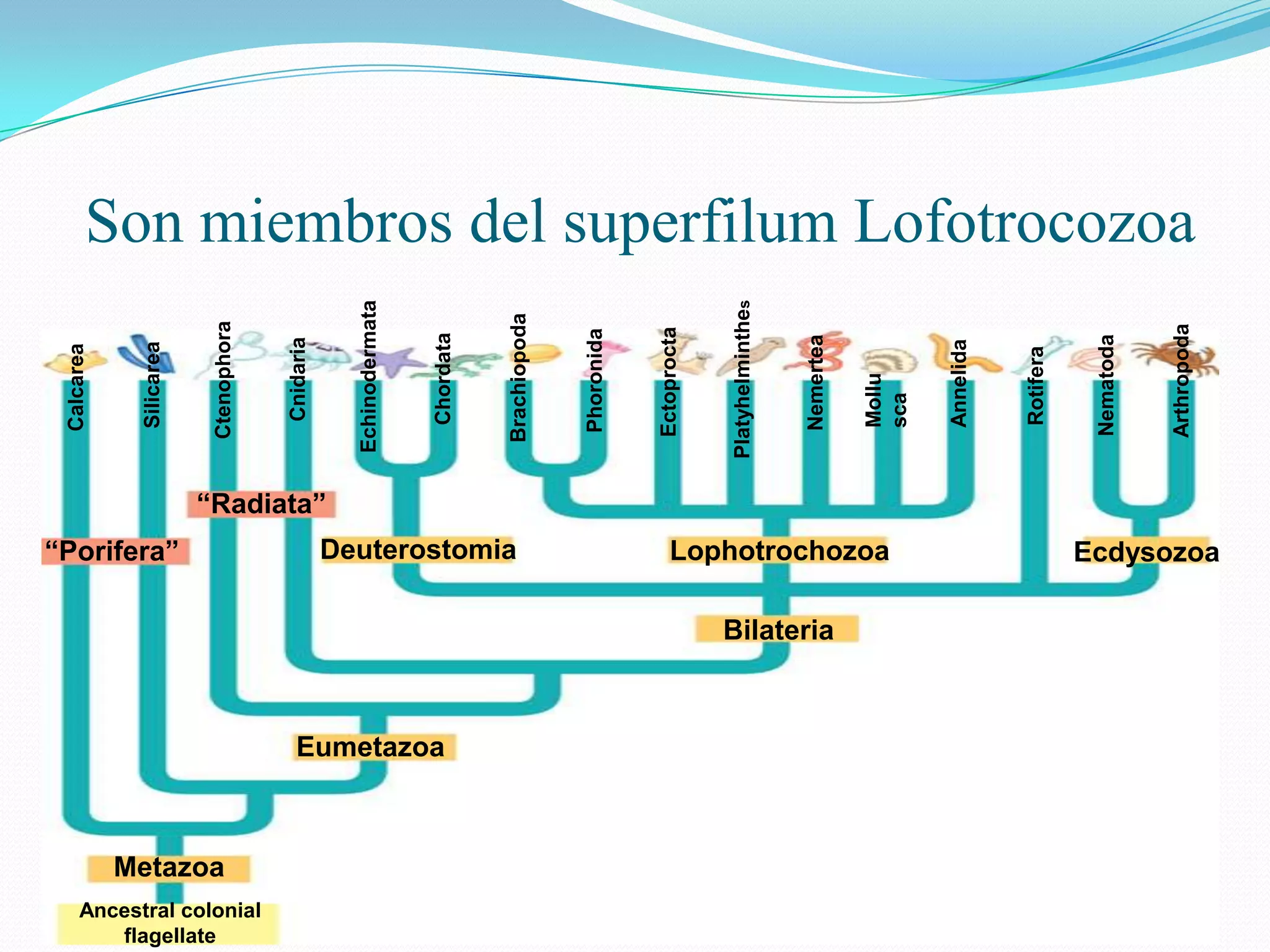 Phylum Platelmintos | PPT