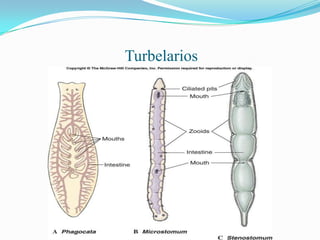 Phylum Platelmintos | PPT
