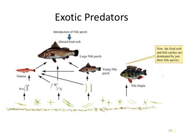 community structure and food web
