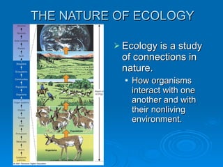 Ecosystems: How do they work? | PPT