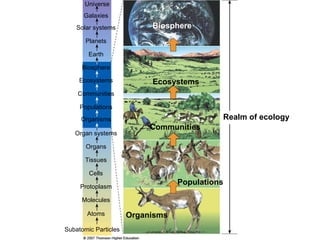 Ecosystems: How do they work? | PPT