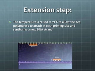 BIOL 2115 - Basic Laboratory Techniques: PCR | PPTX