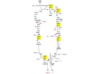 Biol221 24a metabolism | PPT