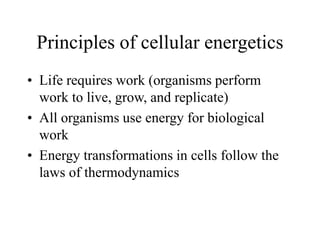 Biol221 24a metabolism | PPT