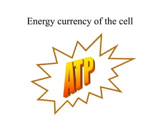 Biol221 24a metabolism | PPT