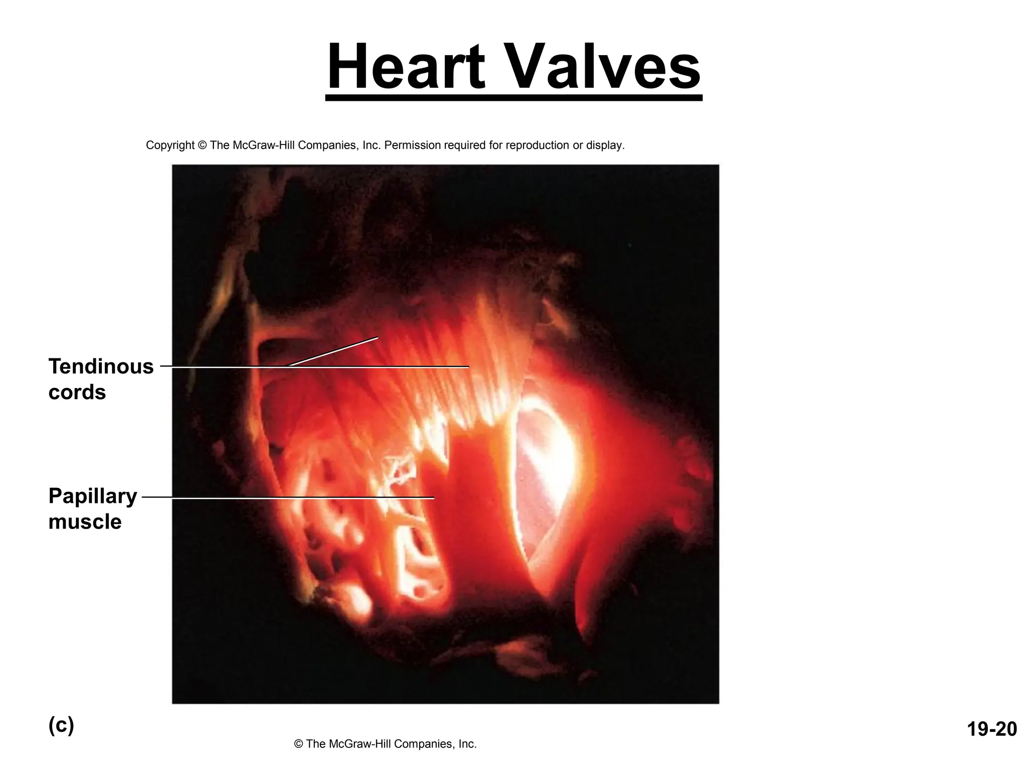 The_Heart_and_Cardiac_Conduction_System_Cardiac_Cycle_2.pdf