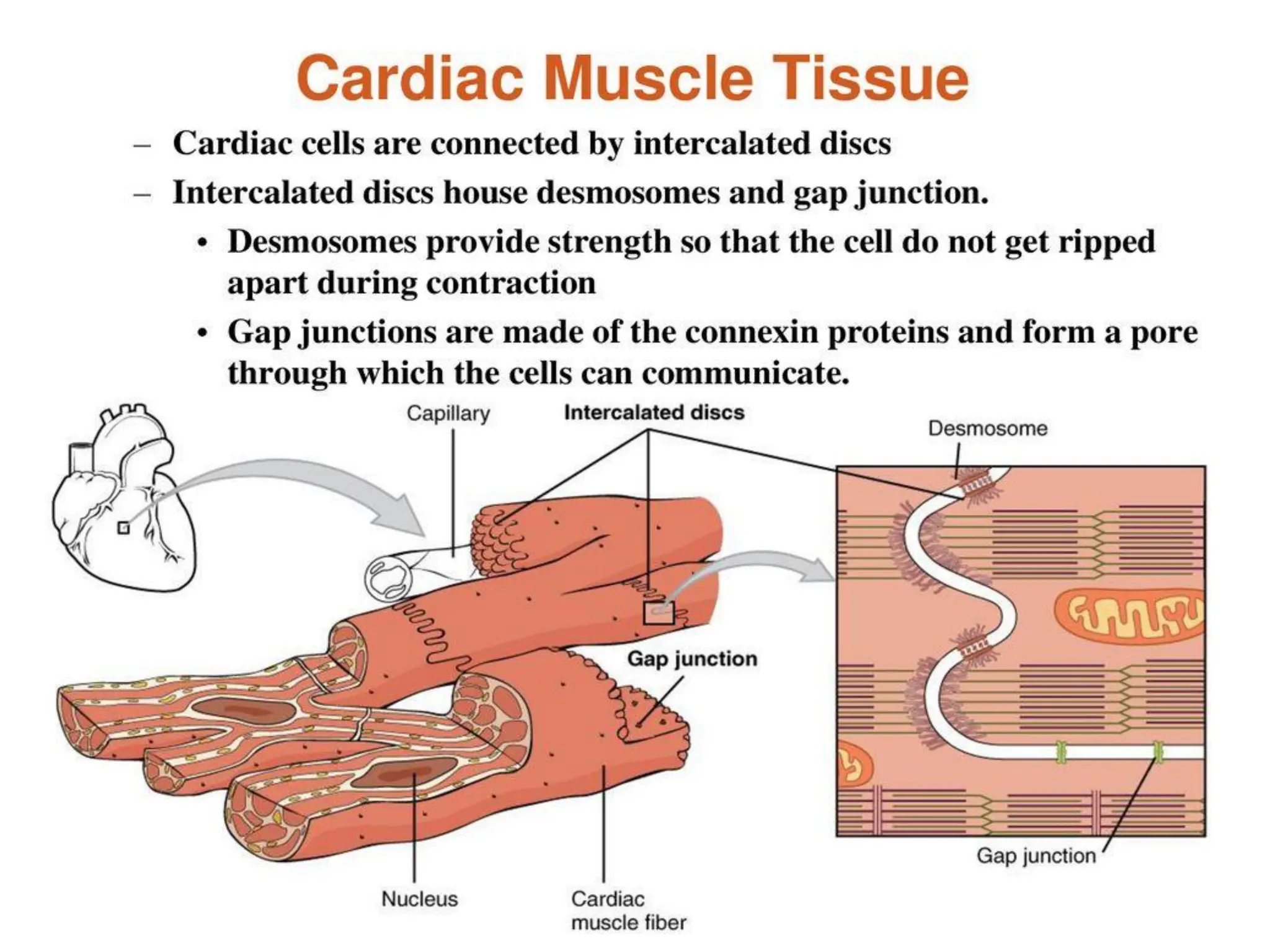 The_Heart_and_Cardiac_Conduction_System_Cardiac_Cycle_2.pdf