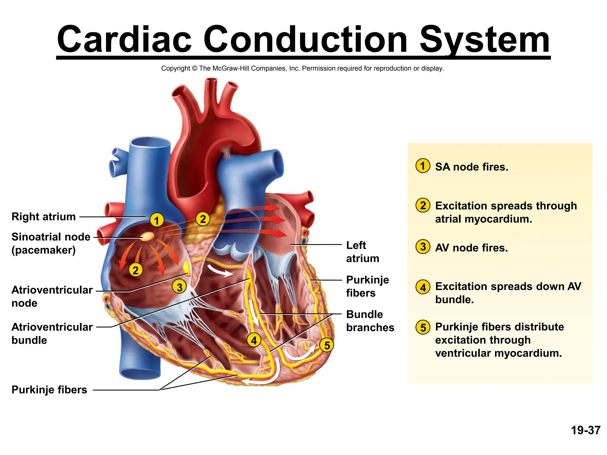 The_Heart_and_Cardiac_Conduction_System_Cardiac_Cycle_2.pdf