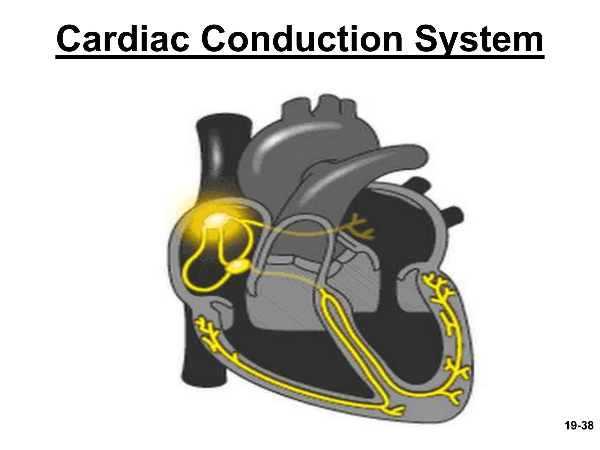 The_Heart_and_Cardiac_Conduction_System_Cardiac_Cycle_2.pdf