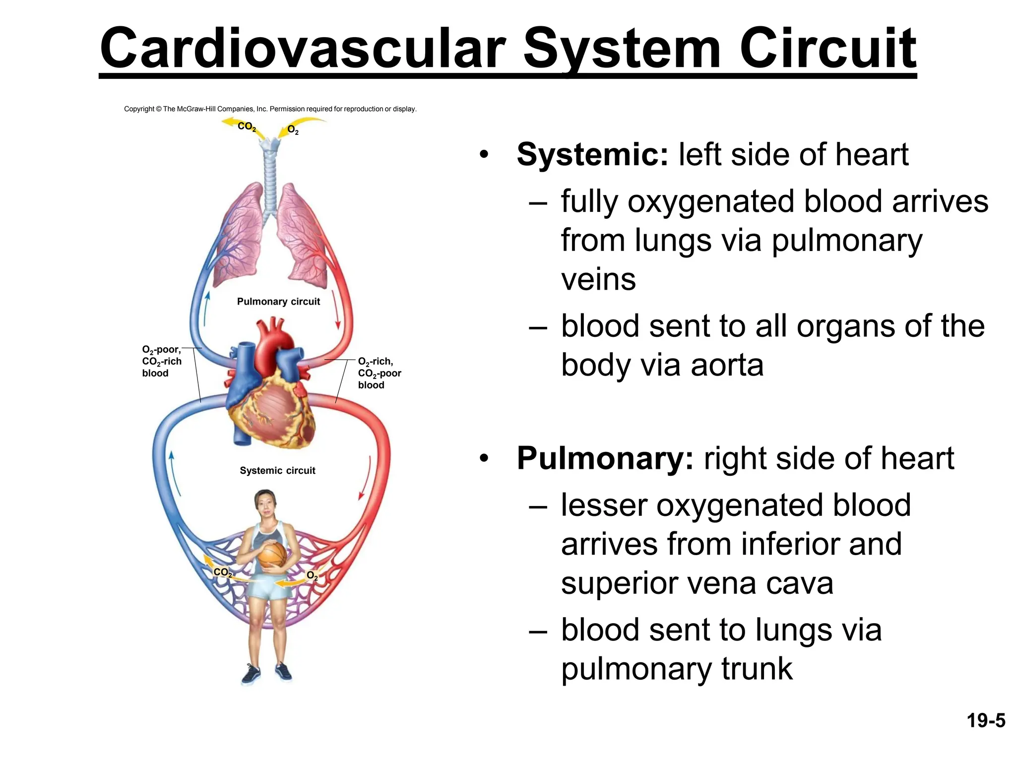 The_Heart_and_Cardiac_Conduction_System_Cardiac_Cycle_2.pdf