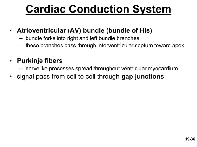 The_Heart_and_Cardiac_Conduction_System_Cardiac_Cycle_2.pdf
