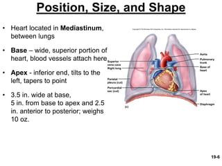 The_Heart_and_Cardiac_Conduction_System_Cardiac_Cycle_2.pdf
