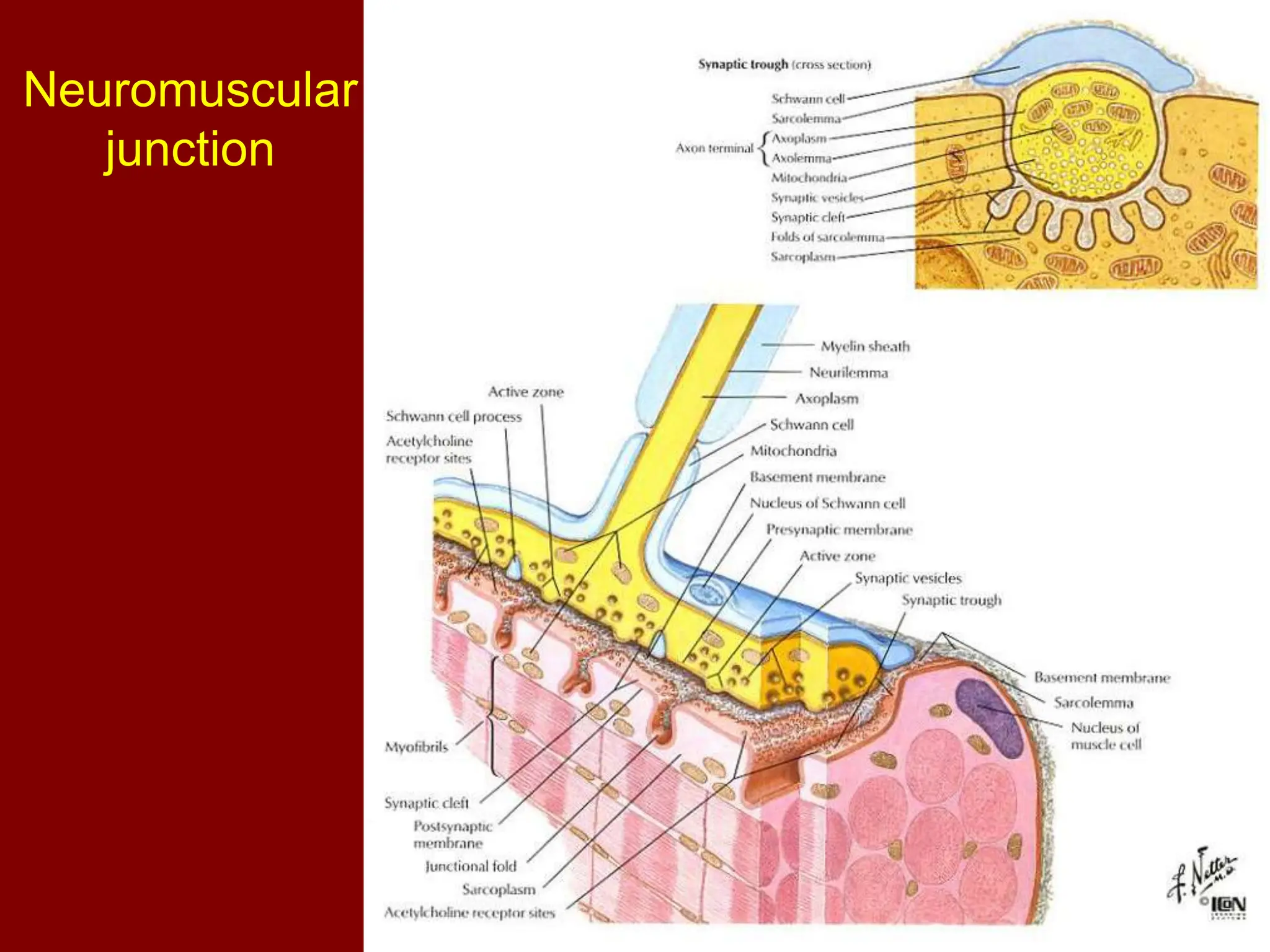 HISTOLOGY CH11 MUSCLE TISSUE | PPT