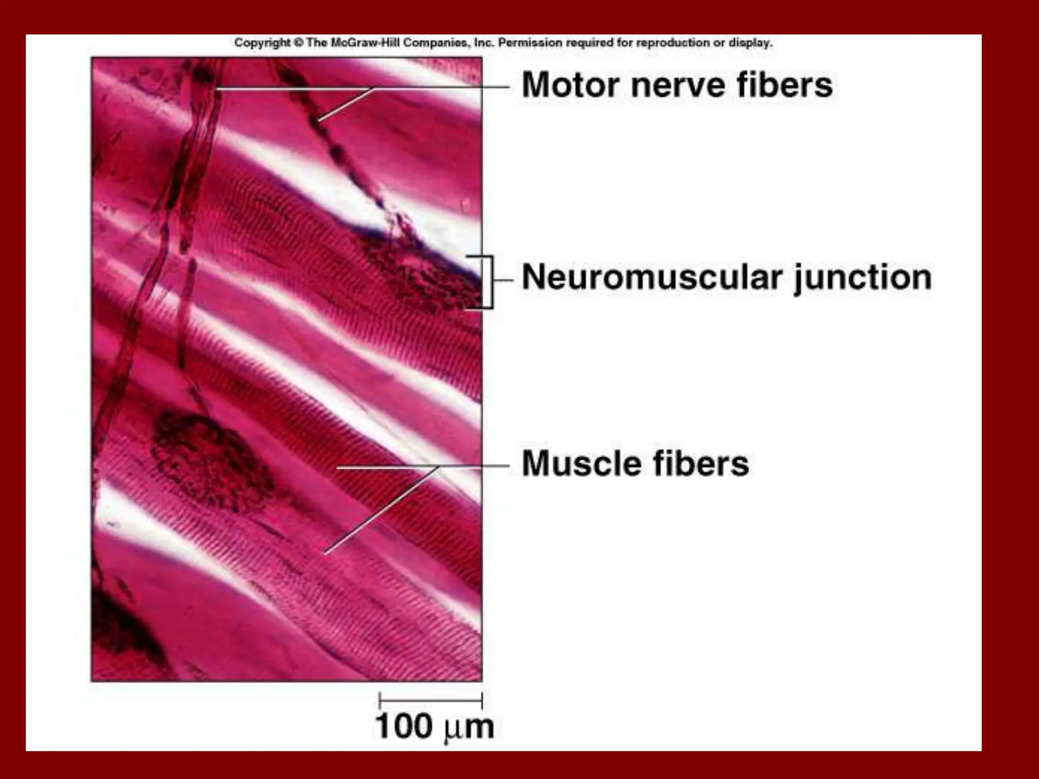 HISTOLOGY CH11 MUSCLE TISSUE | PPT
