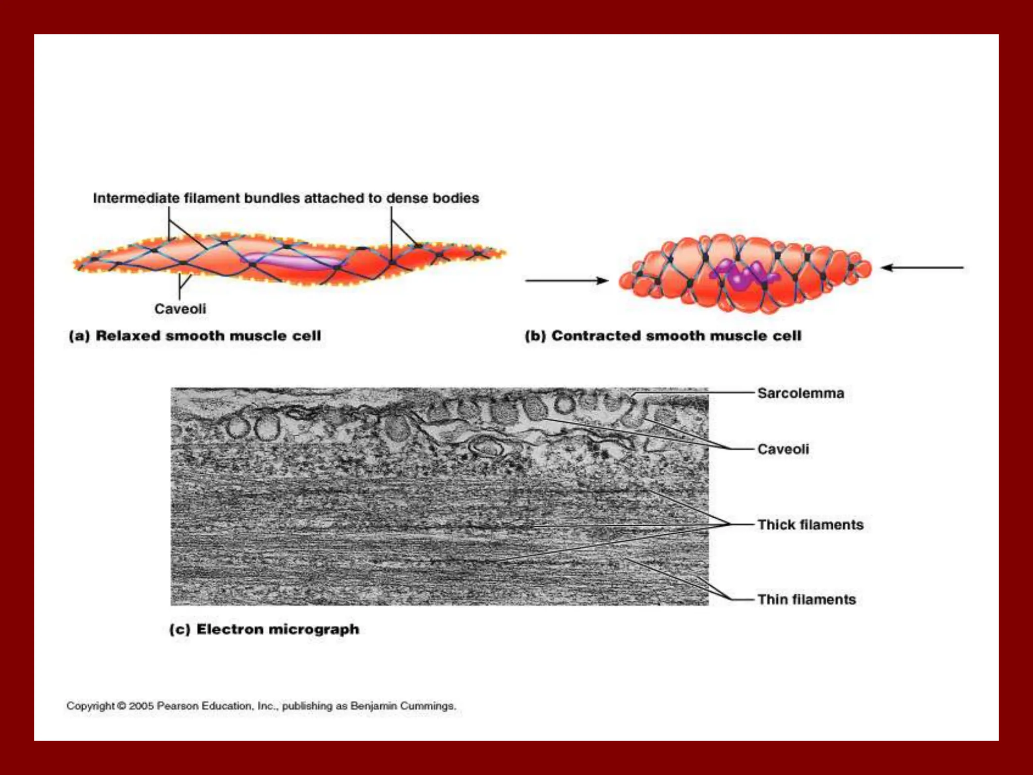 HISTOLOGY CH11 MUSCLE TISSUE | PPT
