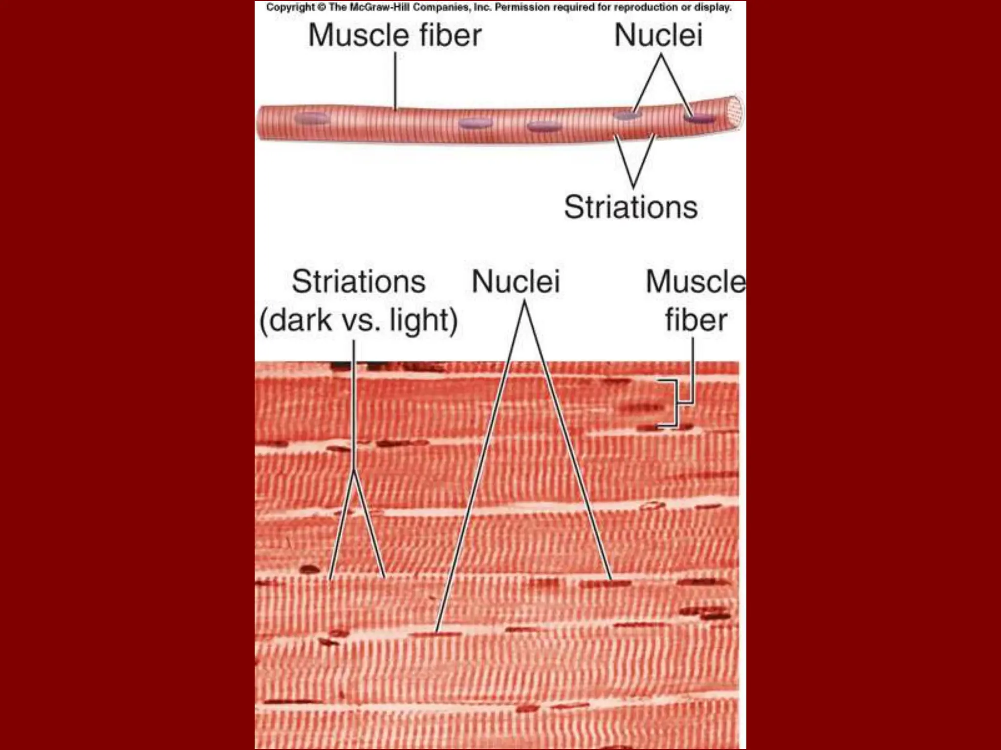 HISTOLOGY CH11 MUSCLE TISSUE | PPT