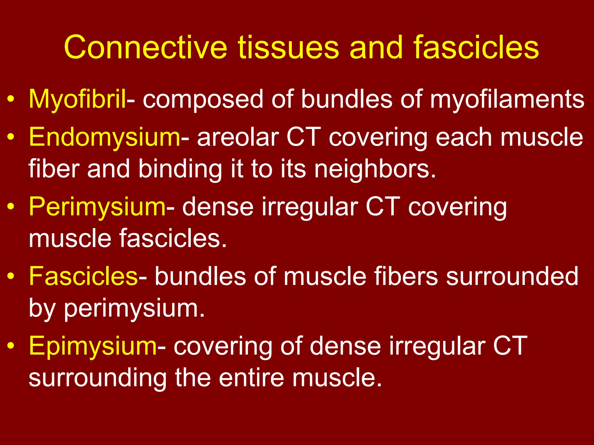 HISTOLOGY CH11 MUSCLE TISSUE | PPT