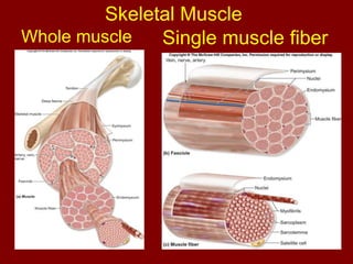 HISTOLOGY CH11 MUSCLE TISSUE | PPT
