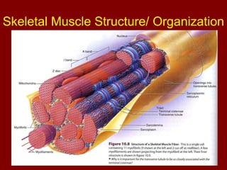 HISTOLOGY CH11 MUSCLE TISSUE | PPT