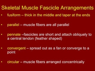 HISTOLOGY CH11 MUSCLE TISSUE | PPT