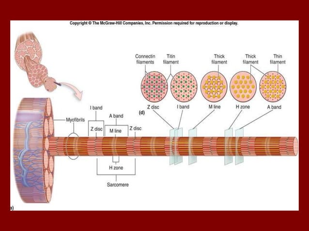 HISTOLOGY CH11 MUSCLE TISSUE | PPT