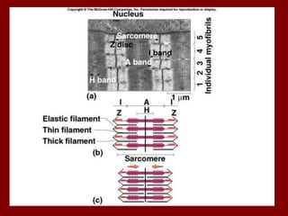 HISTOLOGY CH11 MUSCLE TISSUE | PPT