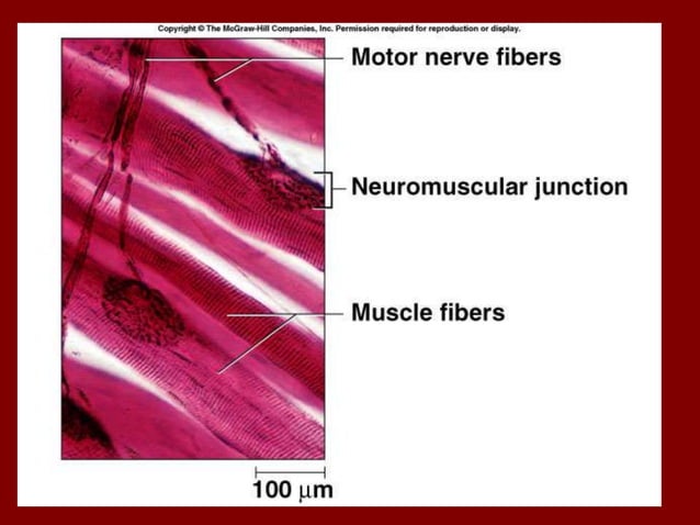 HISTOLOGY CH11 MUSCLE TISSUE | PPT