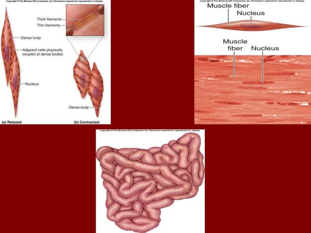 HISTOLOGY CH11 MUSCLE TISSUE | PPT